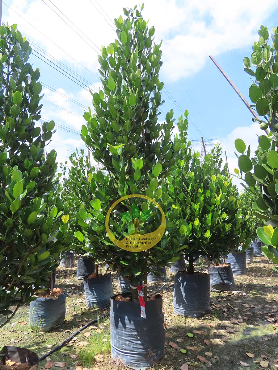 Garcinia subelliptica (Columnar Form) | Construction Pte Ltd ...